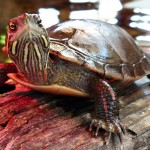 Tour The Nature Center